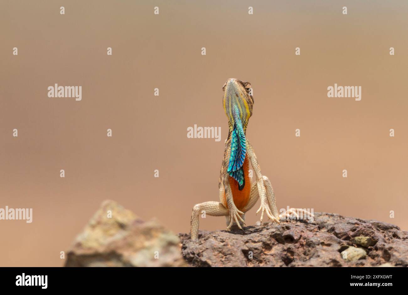 Superb fan-throated lizard (Sarada superba) ,male displaying dewlap ...