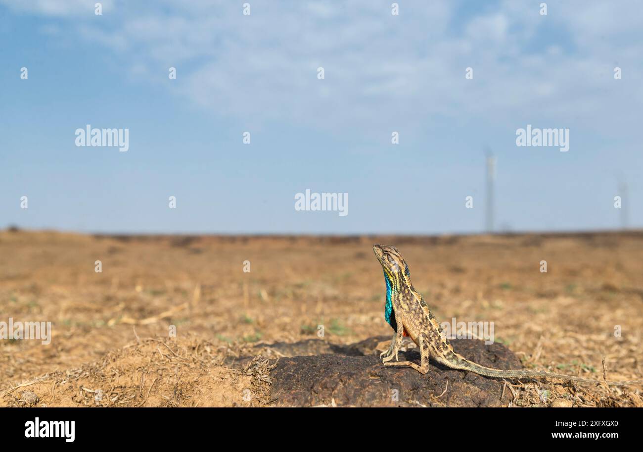 Superb fan-throated lizard (Sarada superba) displaying dewlap, with ...
