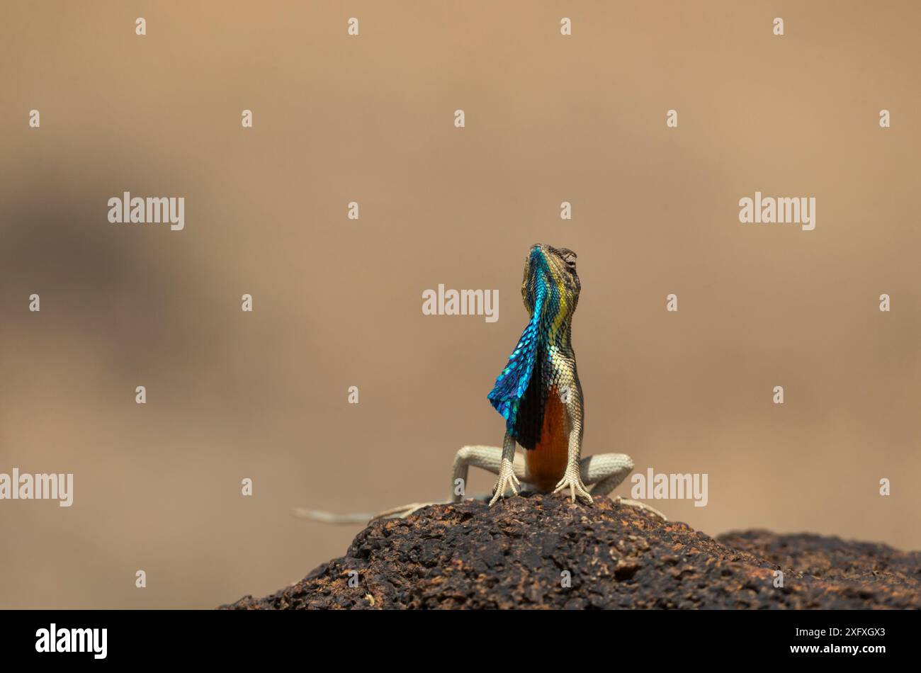 Superb fan-throated lizard (Sarada superba) male displaying dewlap ...
