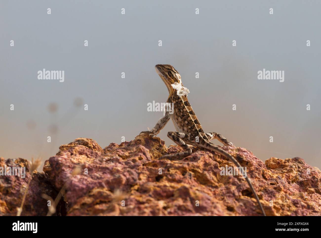 Superb Fan-throated Lizard (Sarada superba) female shedding old skin ...