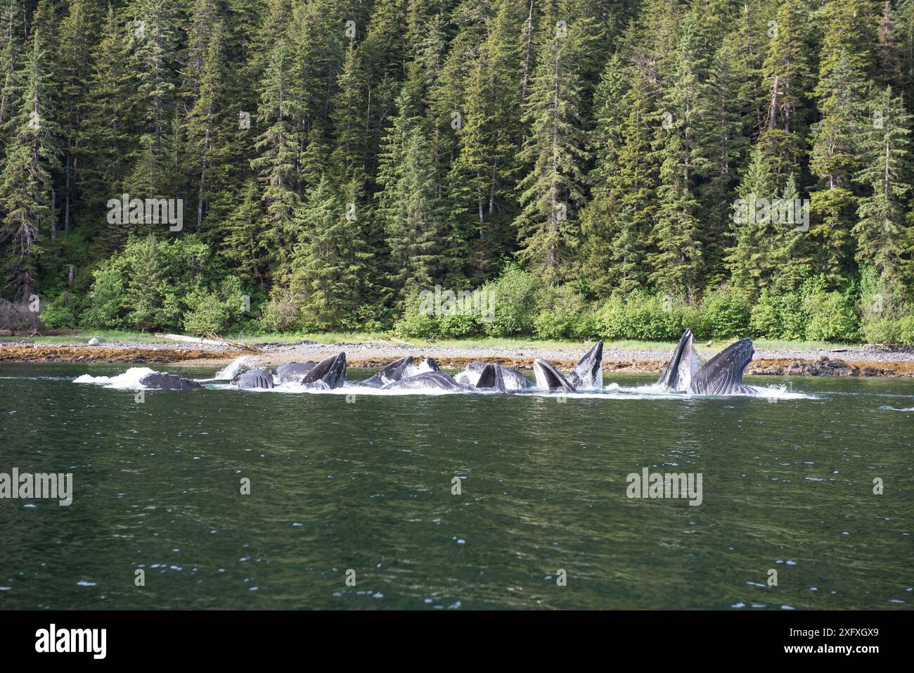 Humpback whale (Megaptera novaeangliae) group bubble-netting in coastal ...