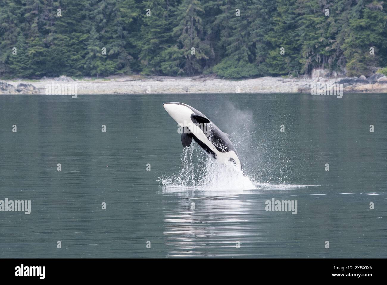 Killer whale (Orcinus orca) breaching in coastal waters. Southeast ...