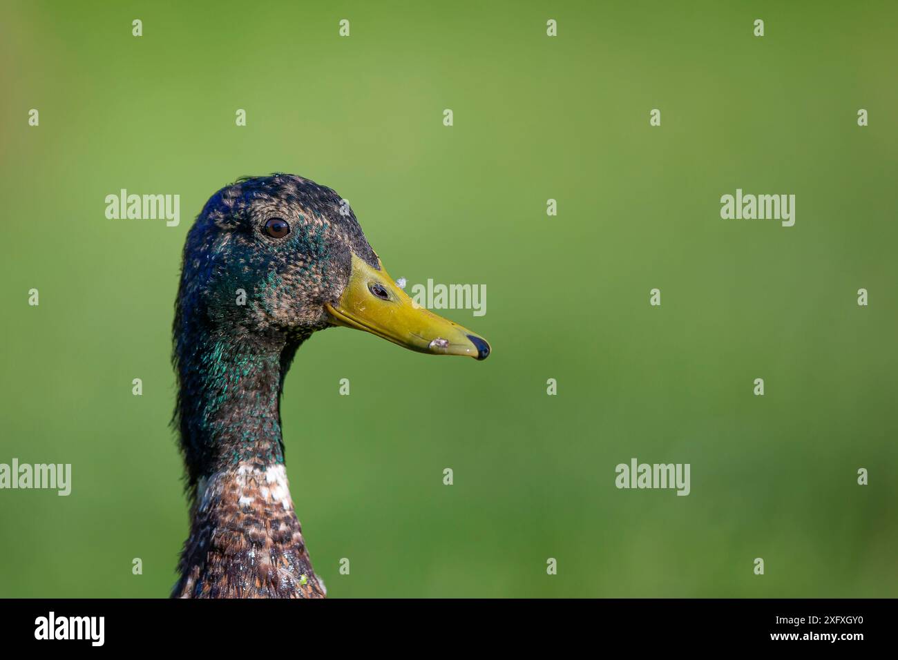 Mallard head hi-res stock photography and images - Alamy