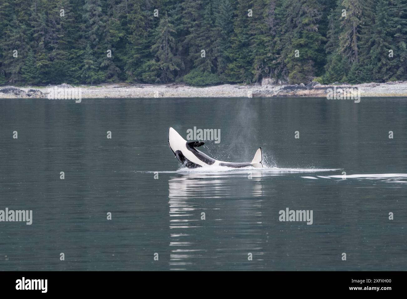 Killer whale (Orcinus orca) breaching in coastal waters. Southeast ...