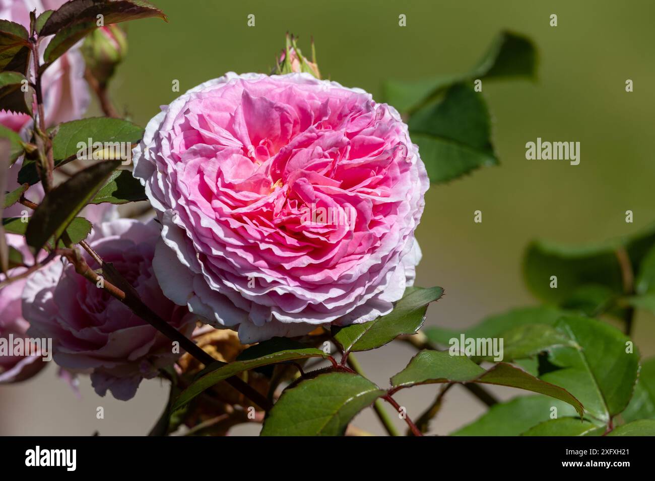 Lush bush blooming rose floribunda hi-res stock photography and images - Alamy