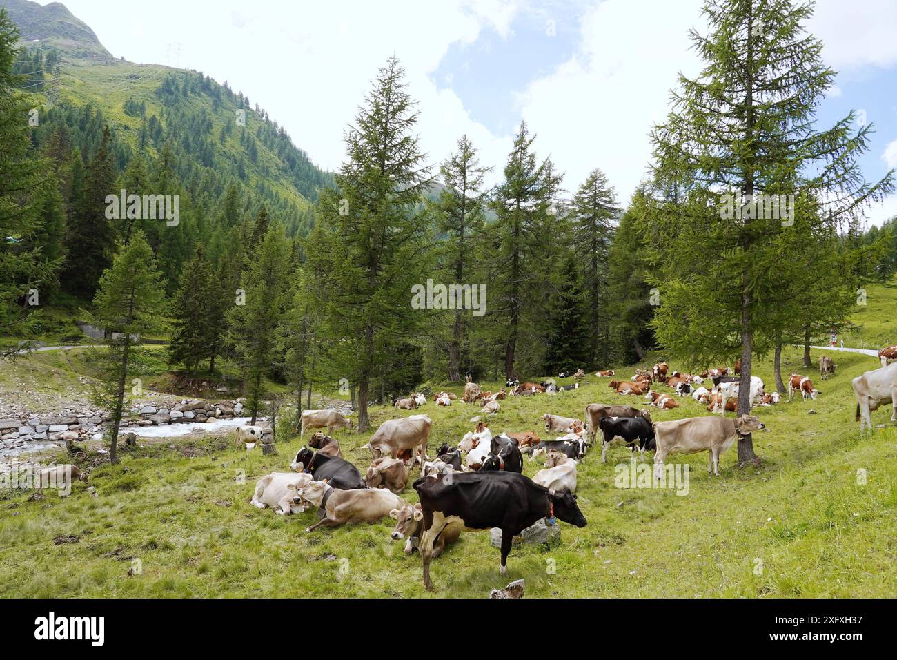 Kuhhaltung hi-res stock photography and images - Alamy