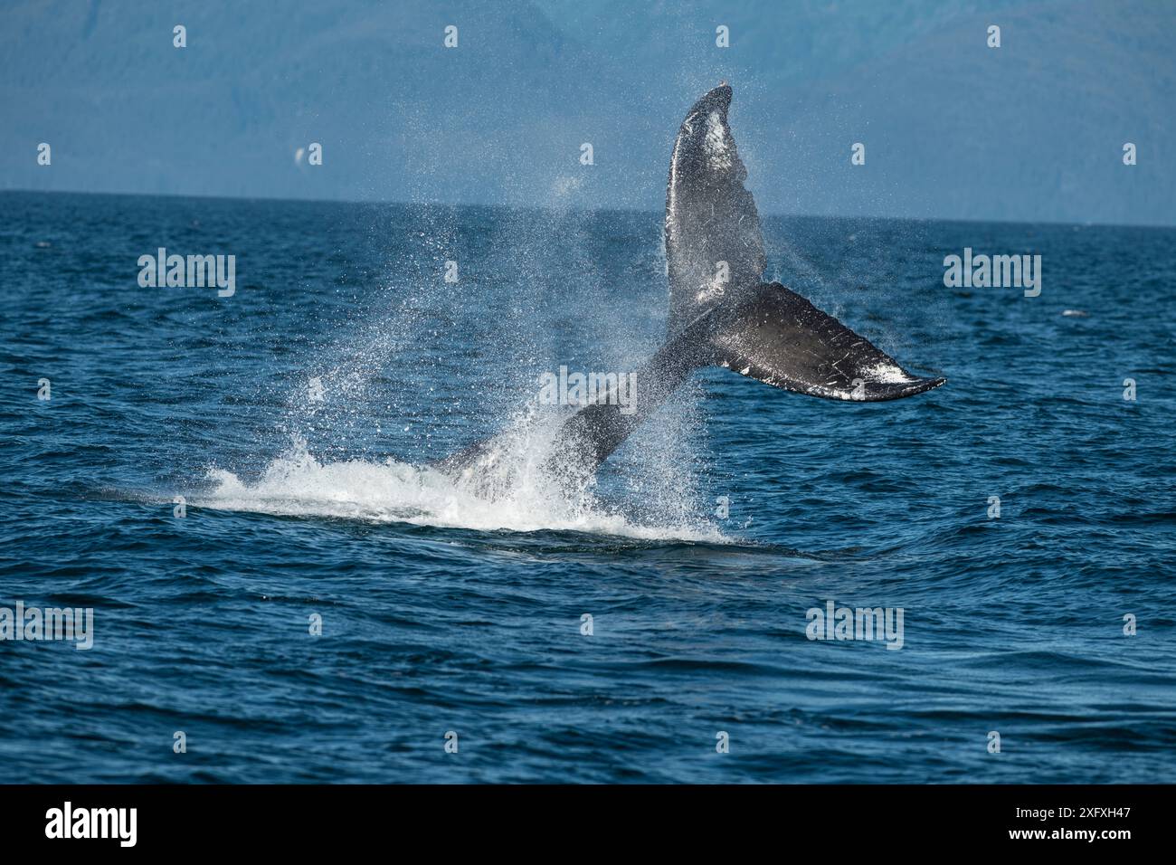 Slapping tails hi-res stock photography and images - Alamy