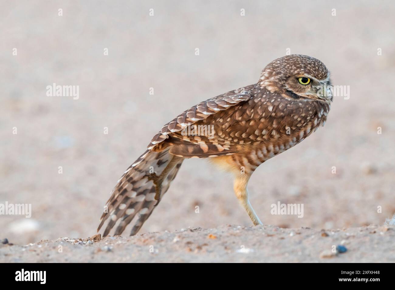 Burrowing owl (Athene cunicularia) stretching wing and leg. Marana ...