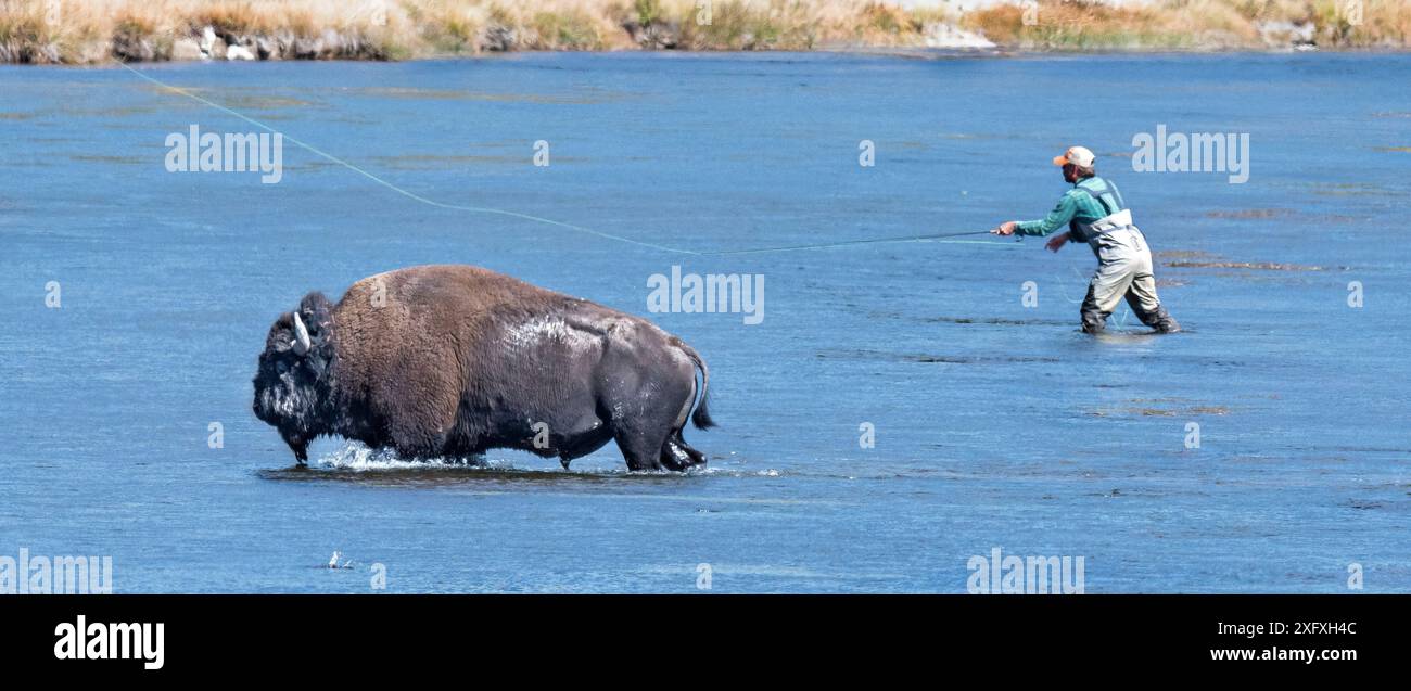 American bison (Bison bison) walking across river with man fly fishing ...
