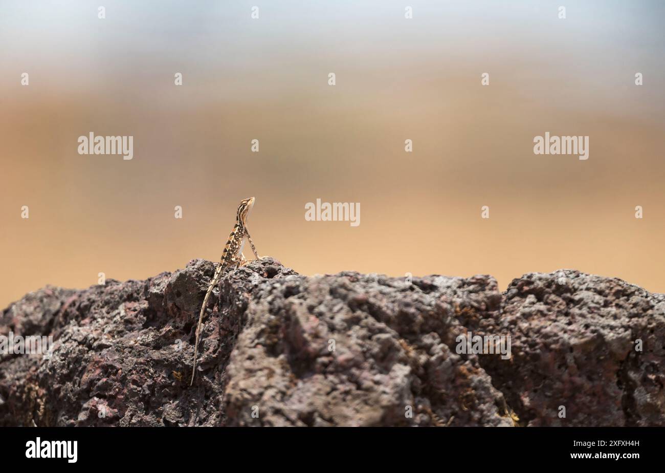 Superb fan-throated lizard (Sarada superba) female, Chalkewadi Plateau ...