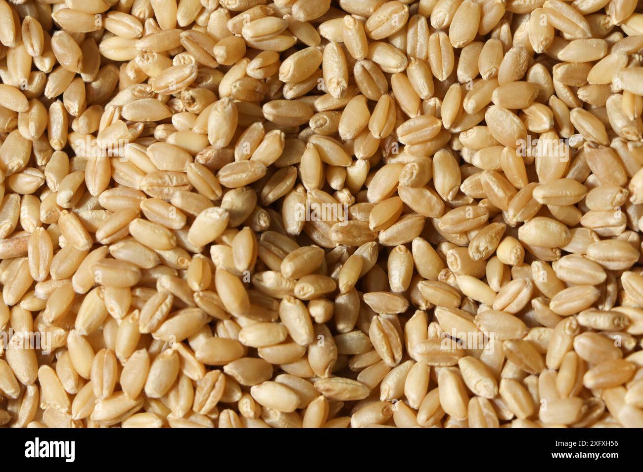 Top view of Grain wheat. Whole grain wheat for background Stock Photo ...