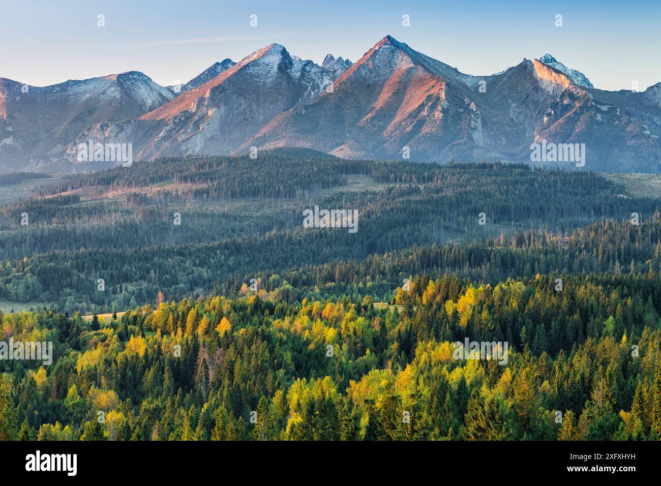 Poland tree trees mountains hi-res stock photography and images - Alamy