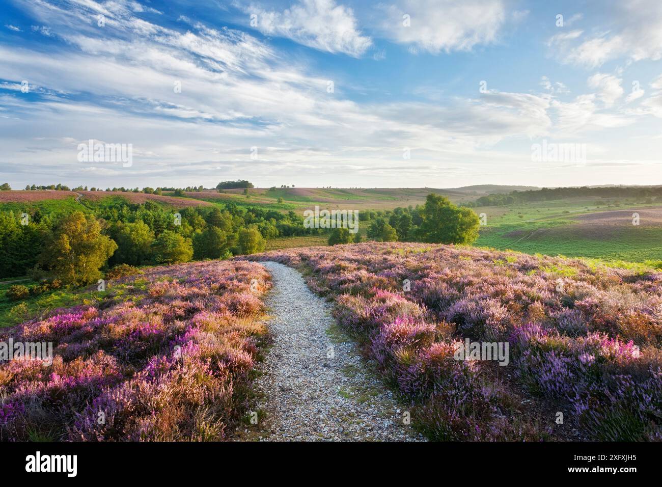 Heather in bloom on lowland heathland, Rockford Common, Linwood, New ...