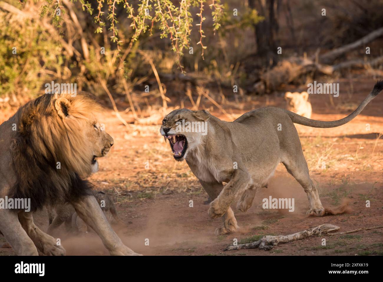 Lioness attacks male lion in South Africa Stock Photo - Alamy