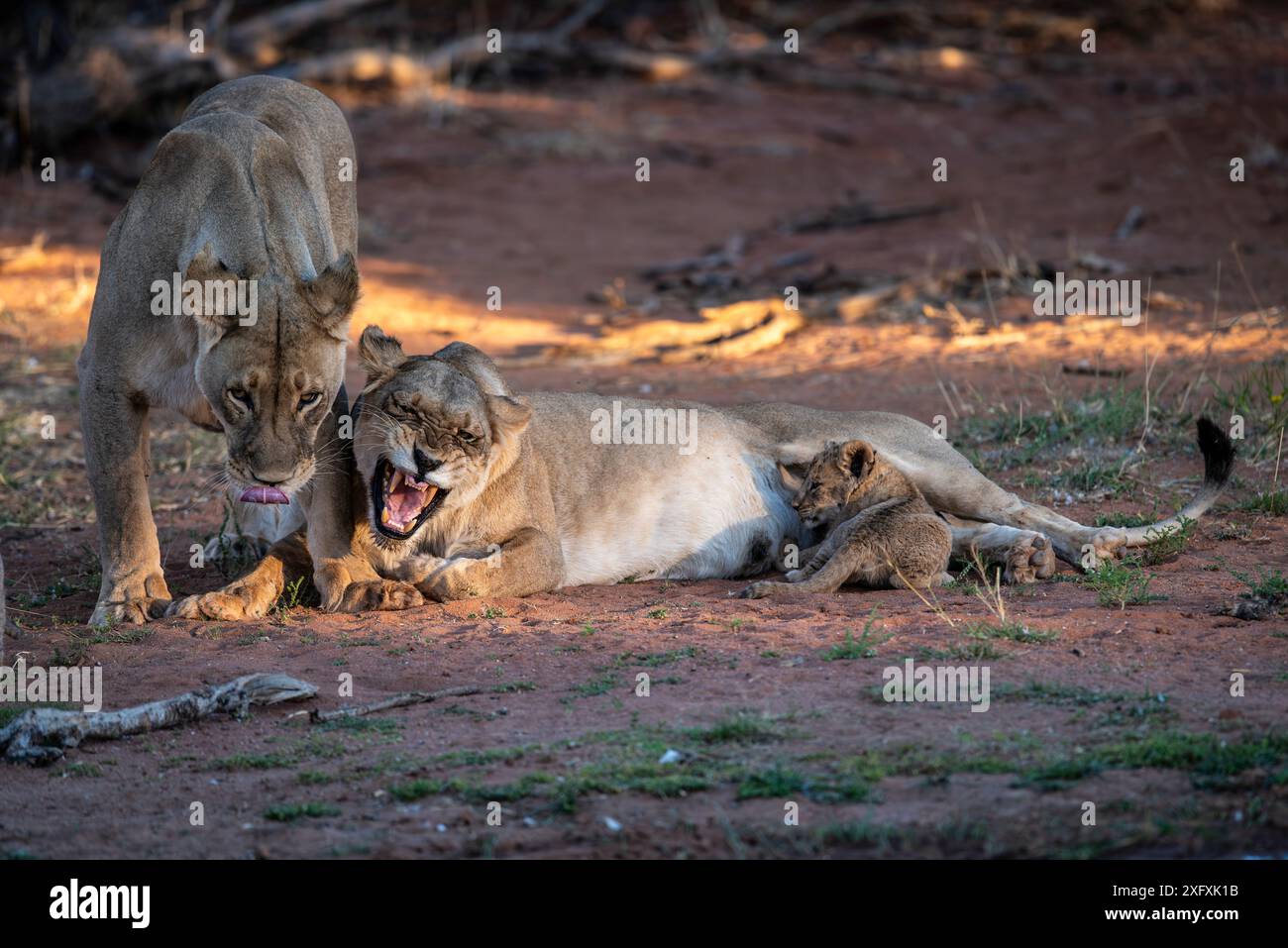 Lioness gets grumpy in the Kalahari Stock Photo - Alamy