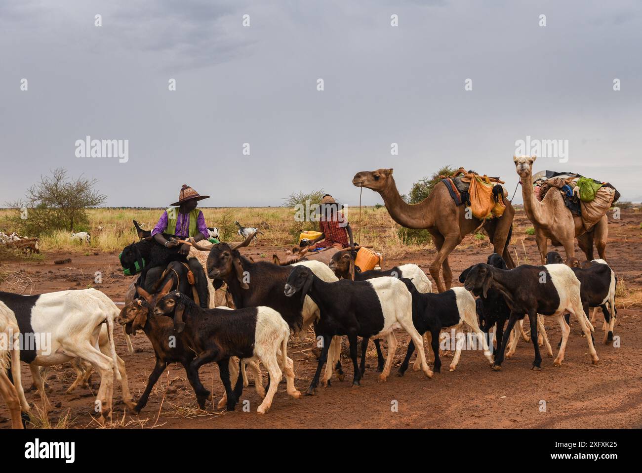 Islamic state in the sahara hi-res stock photography and images - Alamy