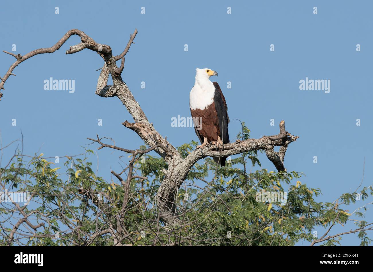 African Fish Eagle Stock Photo - Alamy