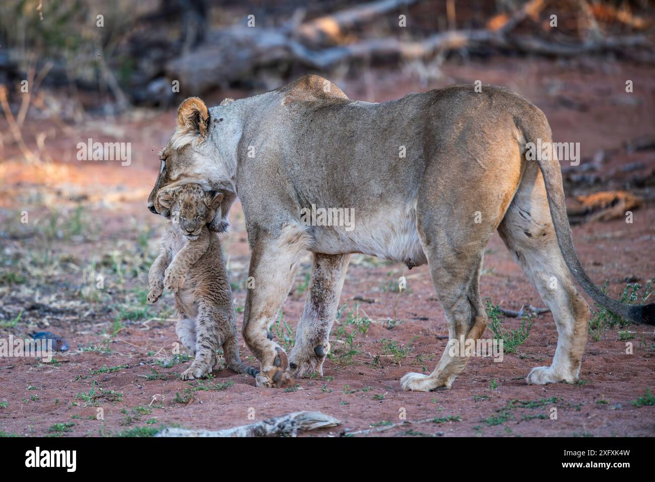Lioness carrying cub hi-res stock photography and images - Alamy