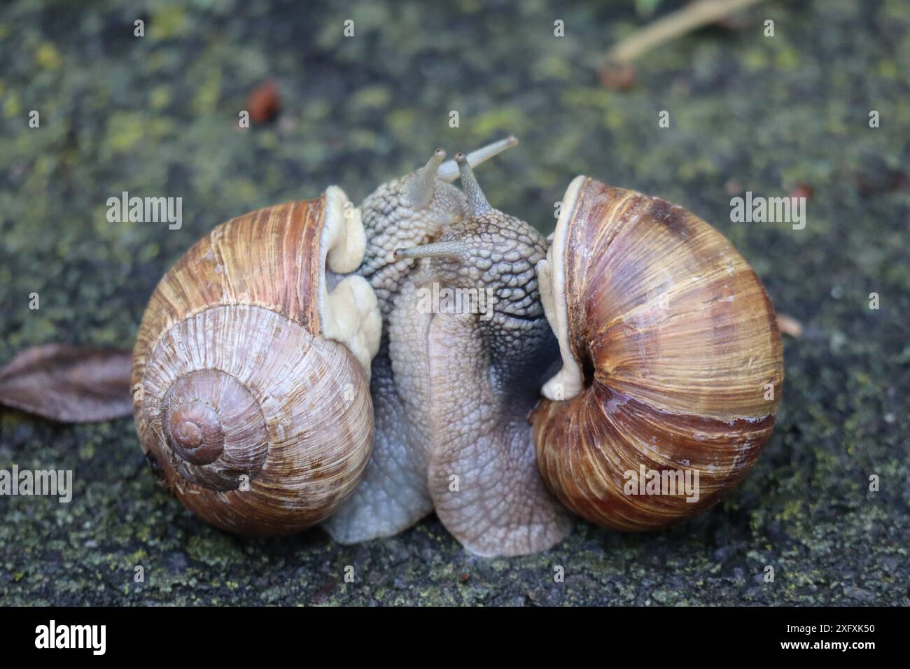 the famous Hug of the Snails Stock Photo - Alamy