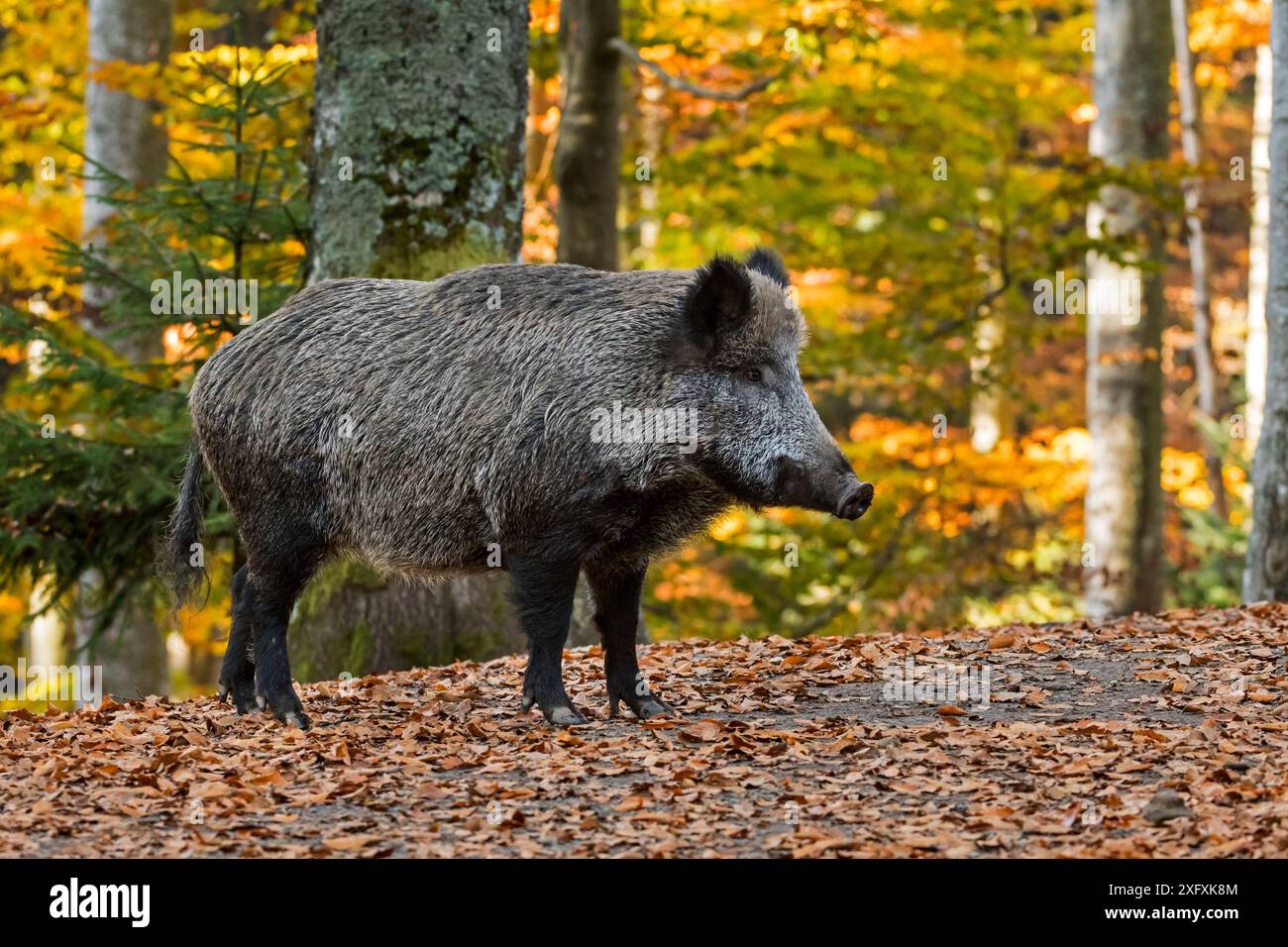 Wild boar (Sus scrofa) in autumn forest, Bavarian Forest, Germany ...