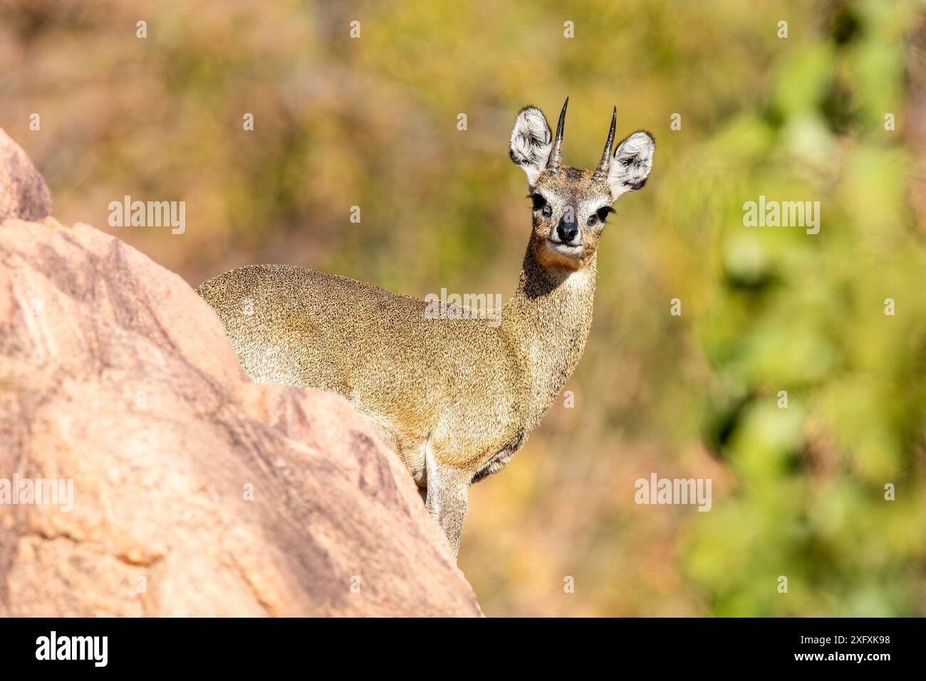 Curious male Klipspringer in South Africa Stock Photo - Alamy