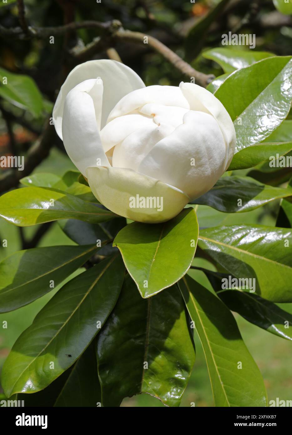 Southern Magnolia or Bull Bay, Magnolia grandiflora " Maryland ...