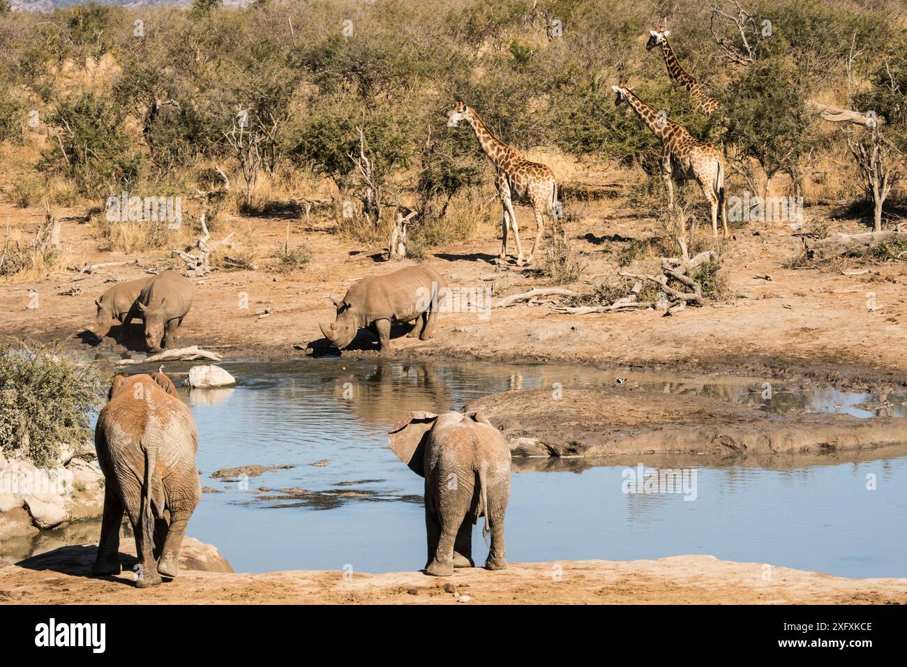 Africa watering hole giraffe elephant hi-res stock photography and ...