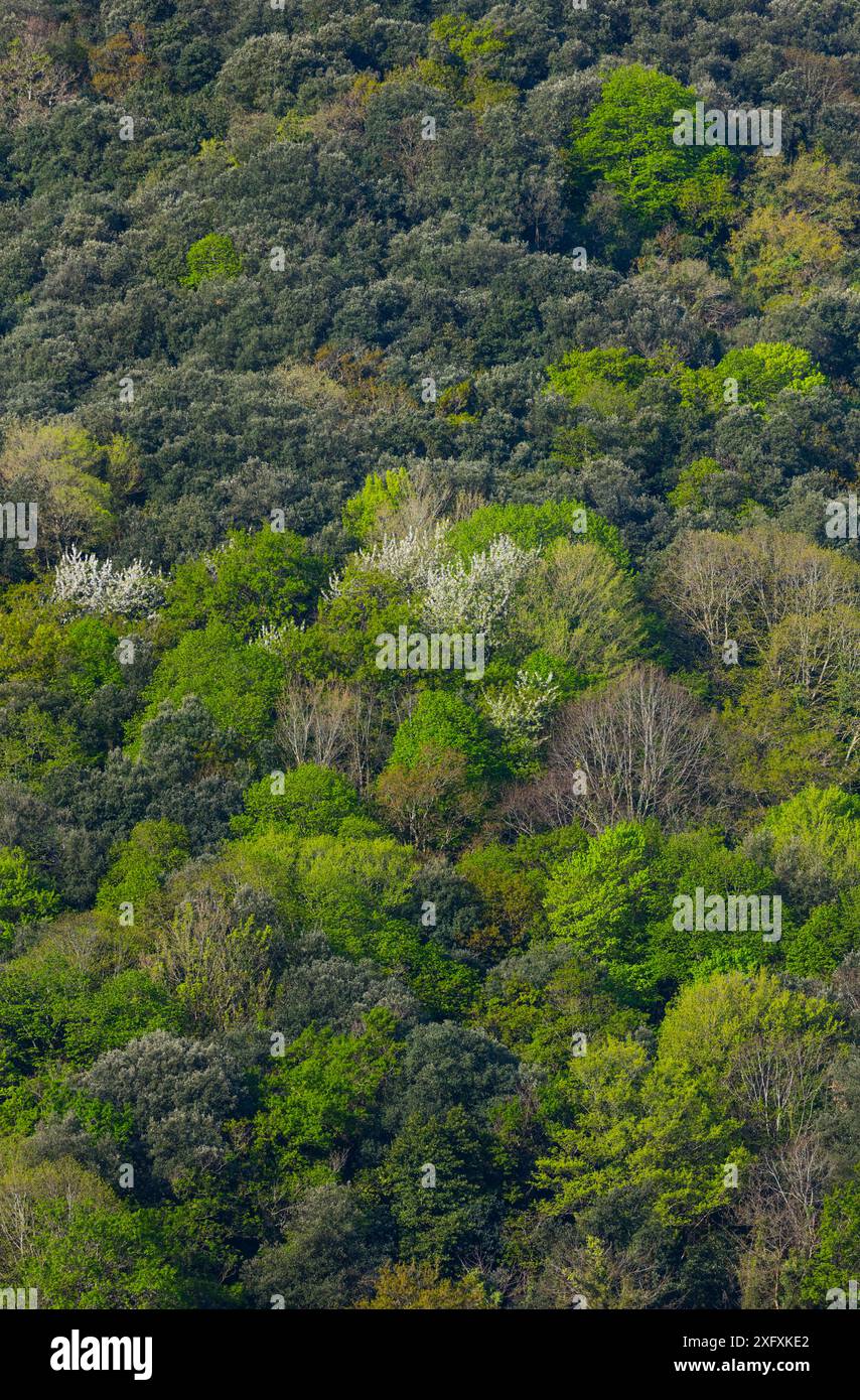Bosque bosque mixto hi-res stock photography and images - Alamy
