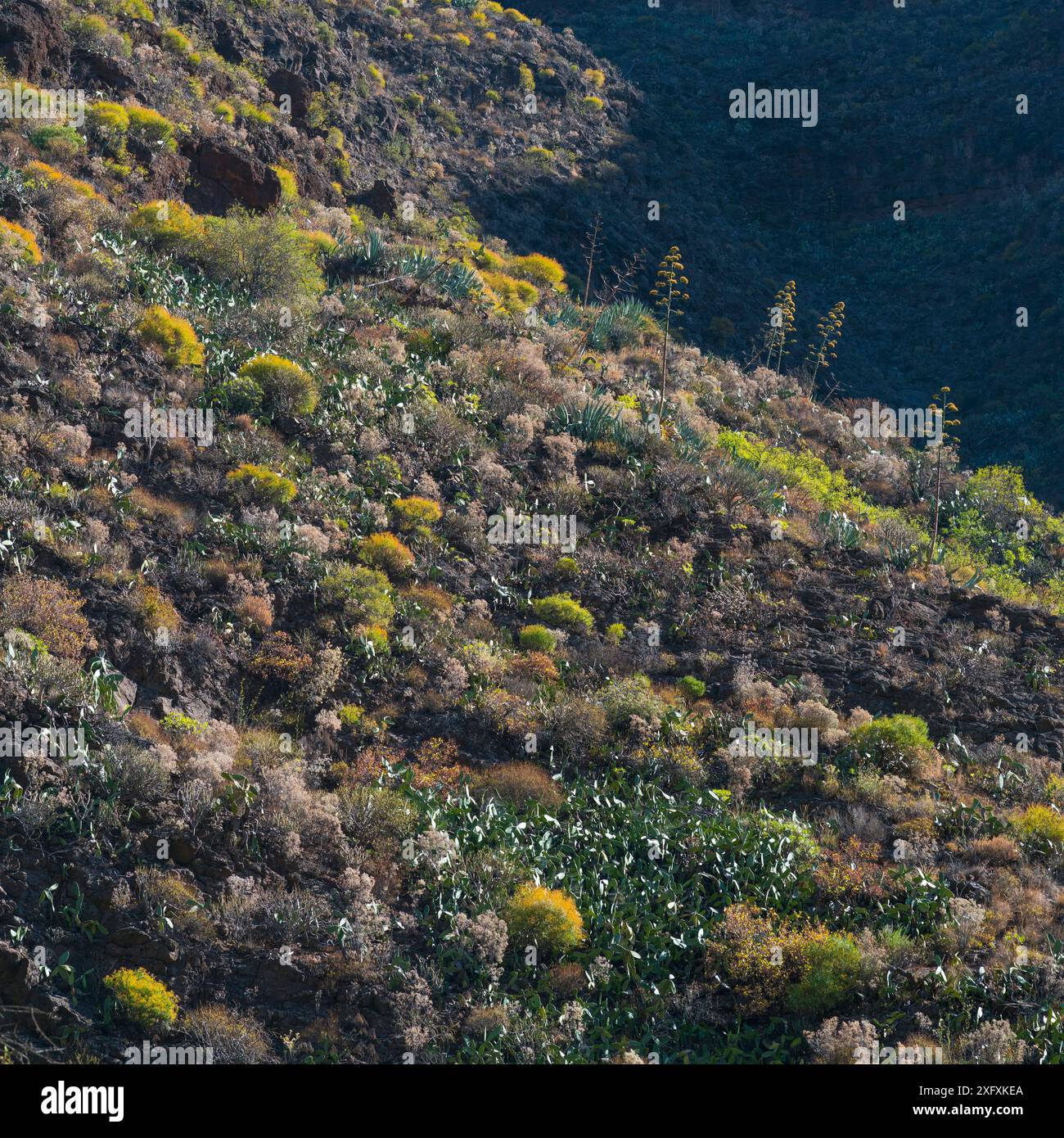 Guayadeque ravine natural monument hi-res stock photography and images ...