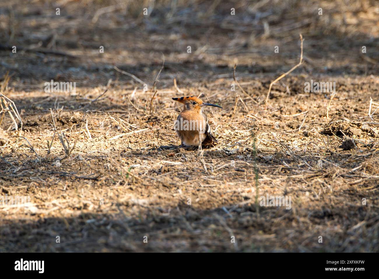 African hoopoe hi-res stock photography and images - Alamy