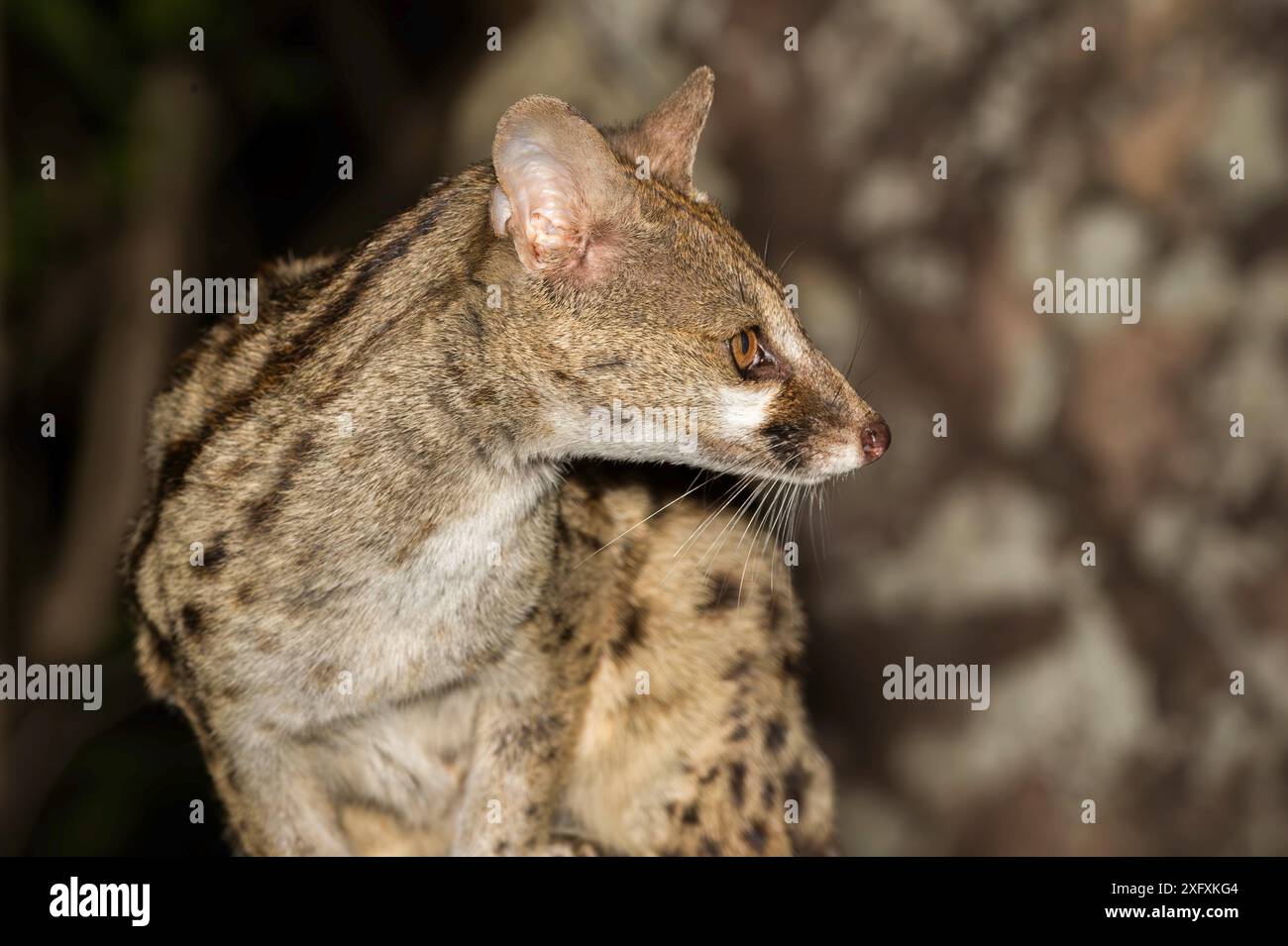 Common Genet in the bush in Zimbabwe Stock Photo - Alamy