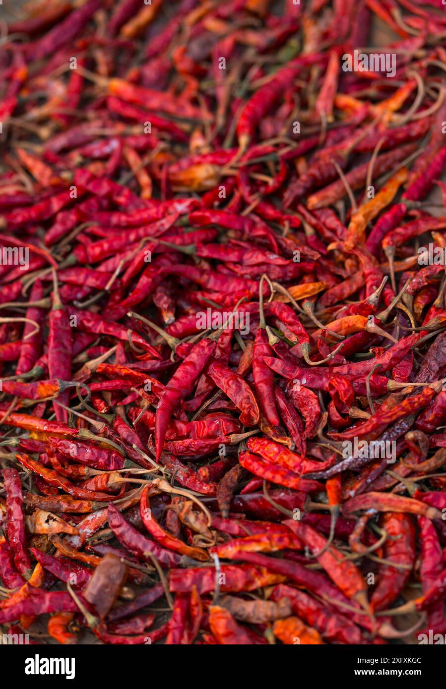 Chilli peppers at market, Chitwan National Park, Inner Terai lowlands ...