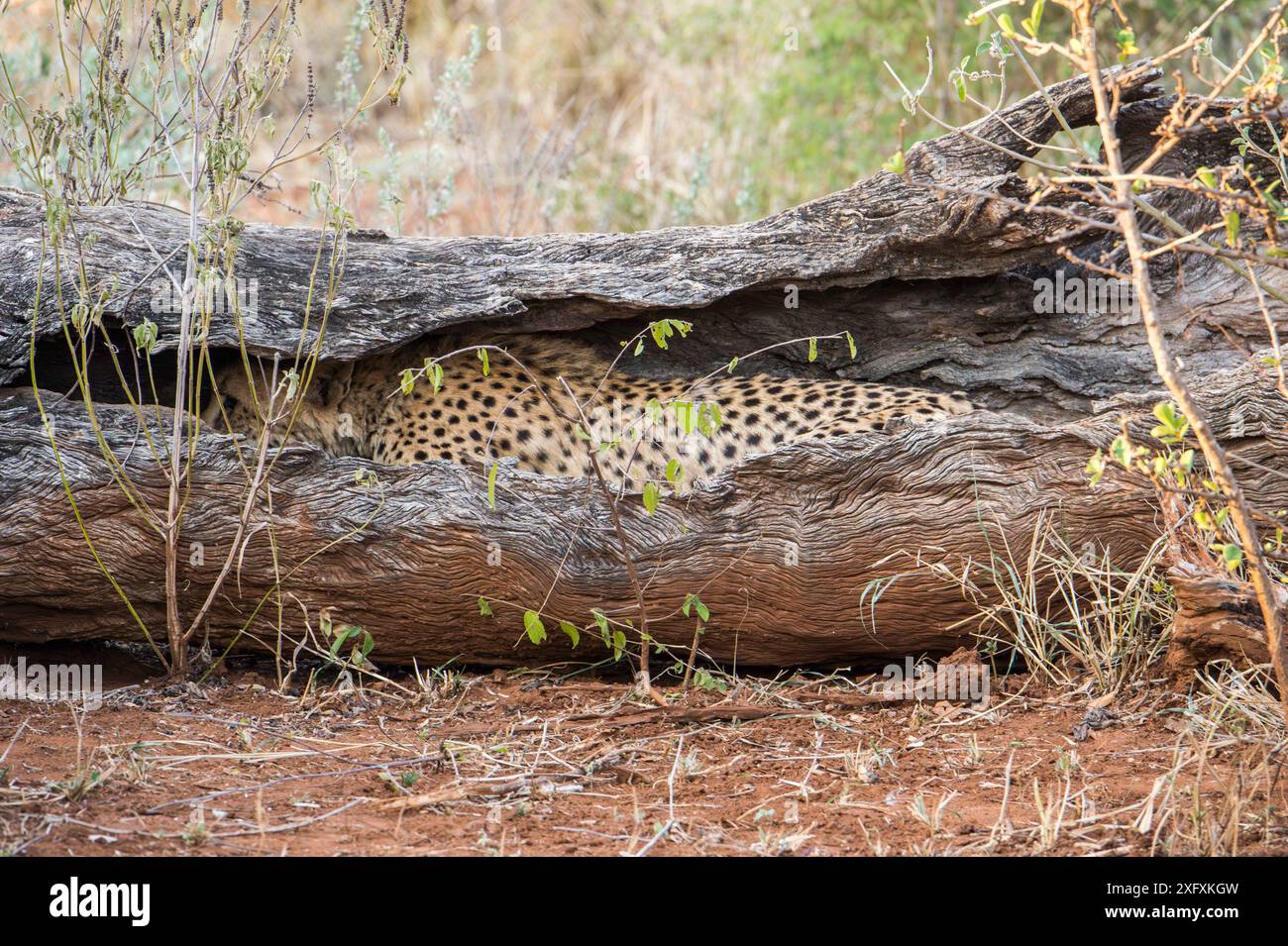 In hollow log hi-res stock photography and images - Alamy