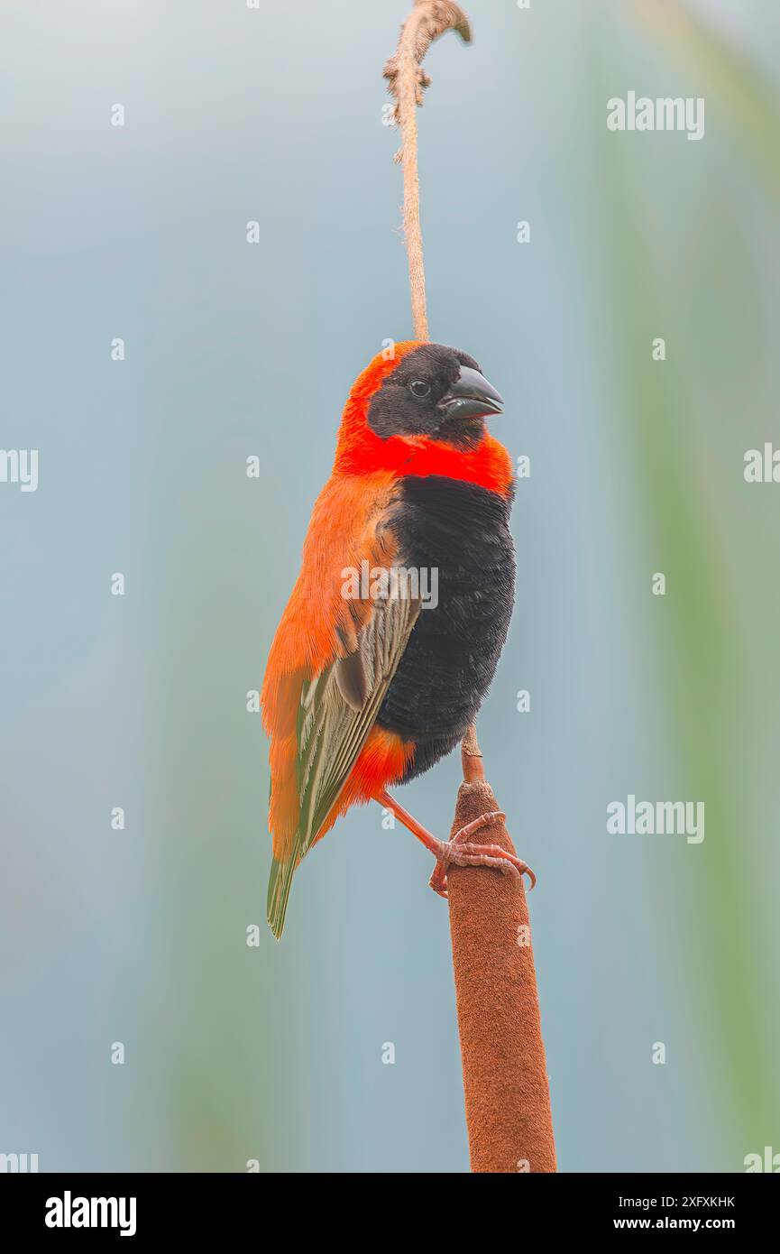 Southern Red Bishop Stock Photo - Alamy