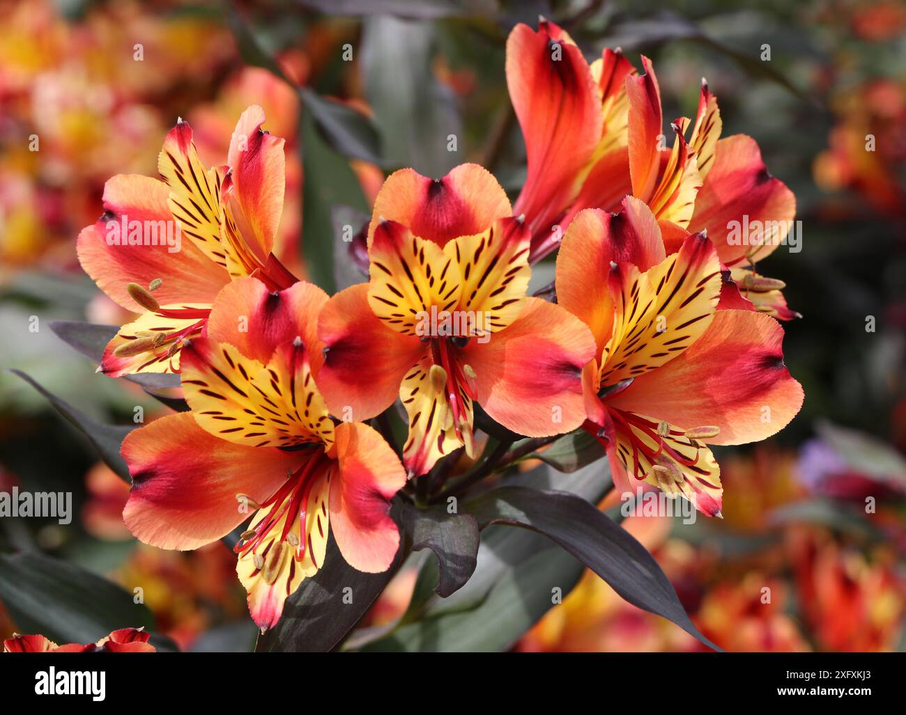 Peruvian Lily or Lily of the Incas, Alstroemeria Indian Summer ...