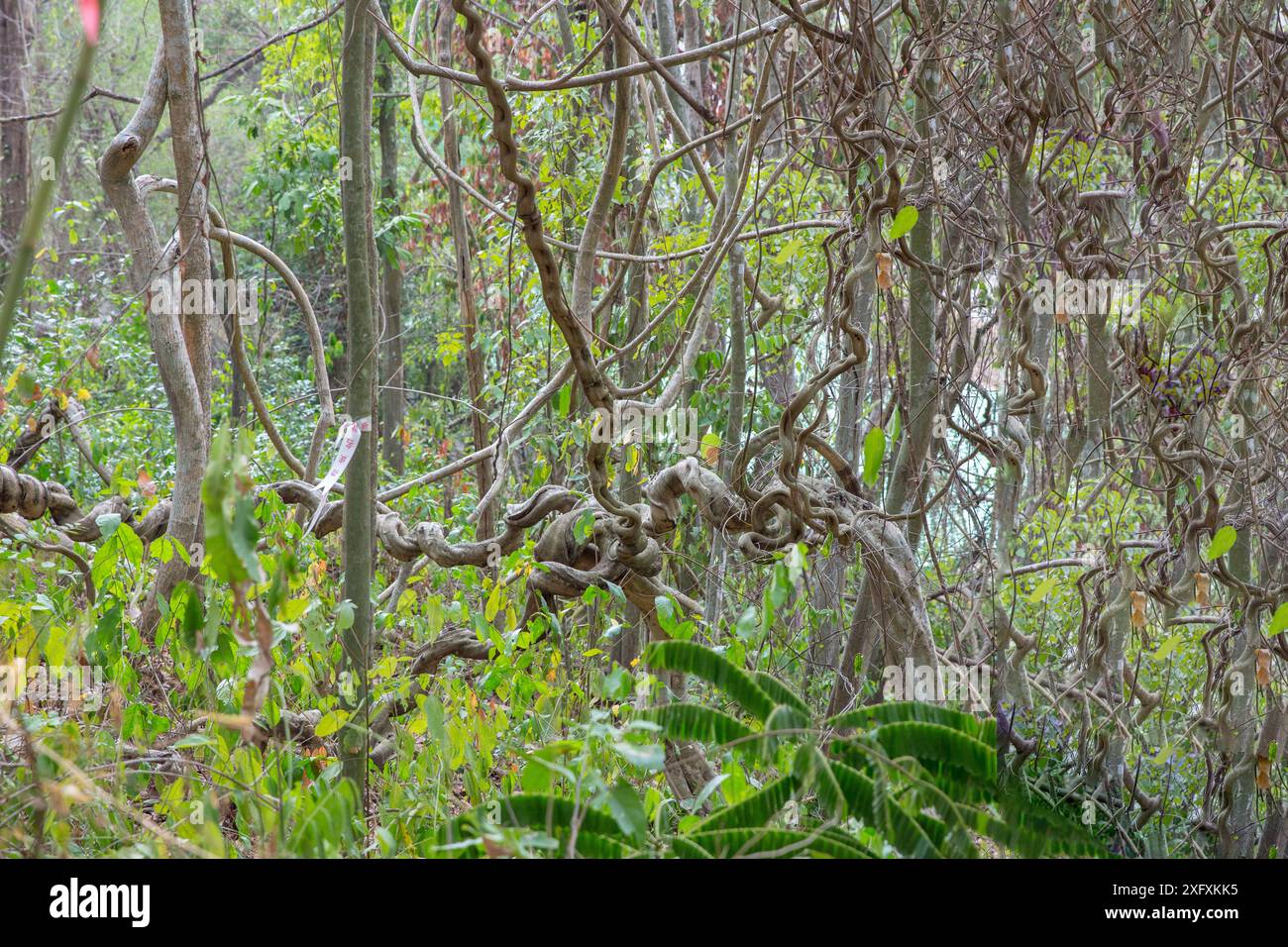 Jungle vines hi-res stock photography and images - Alamy