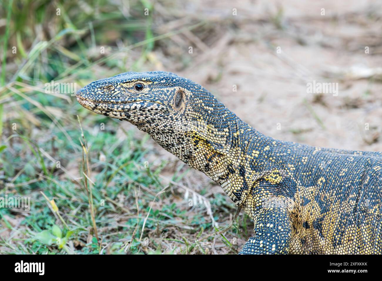 Rock Monitor Lizard Stock Photo - Alamy