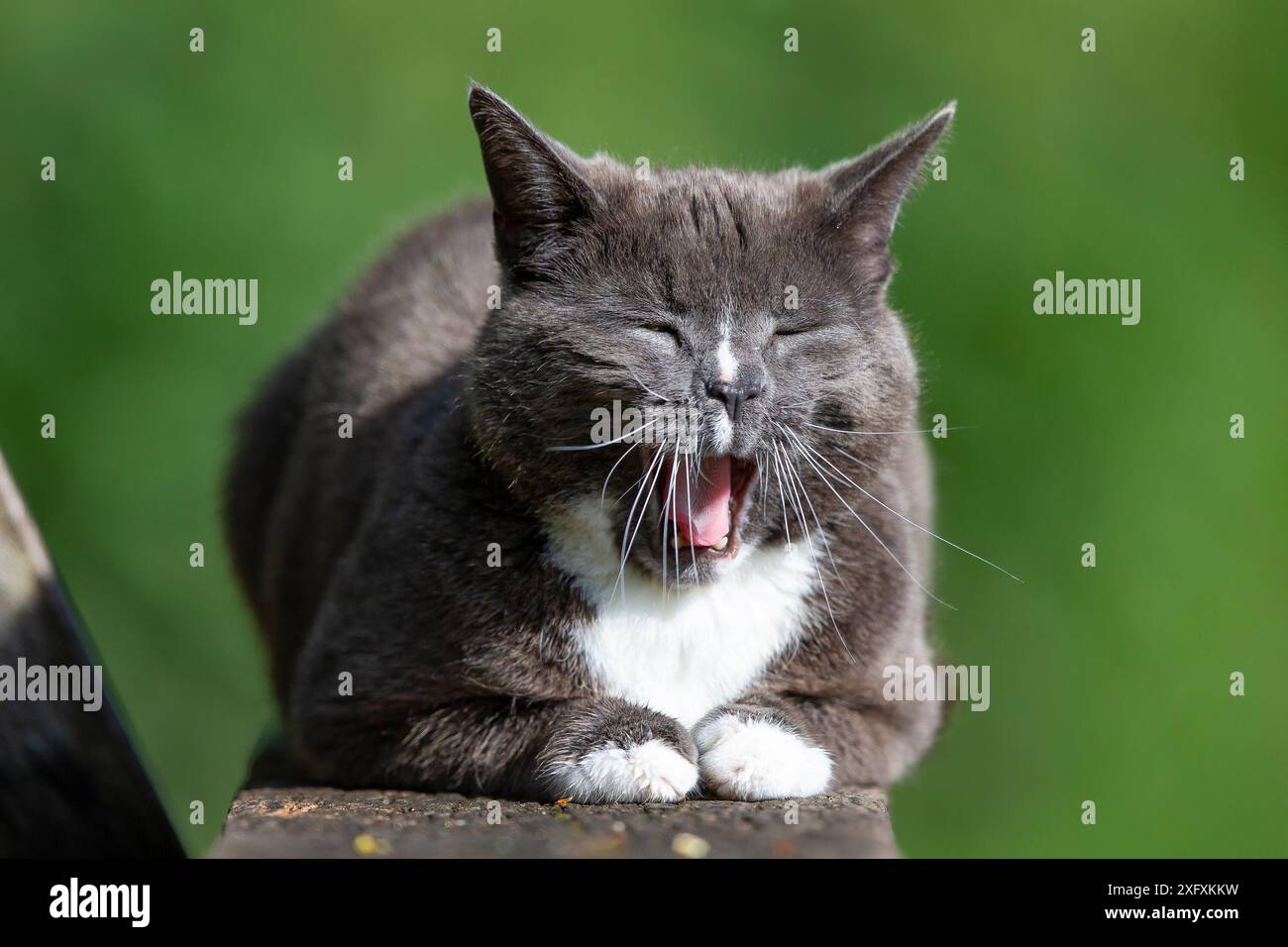 Funny Yawning Animals