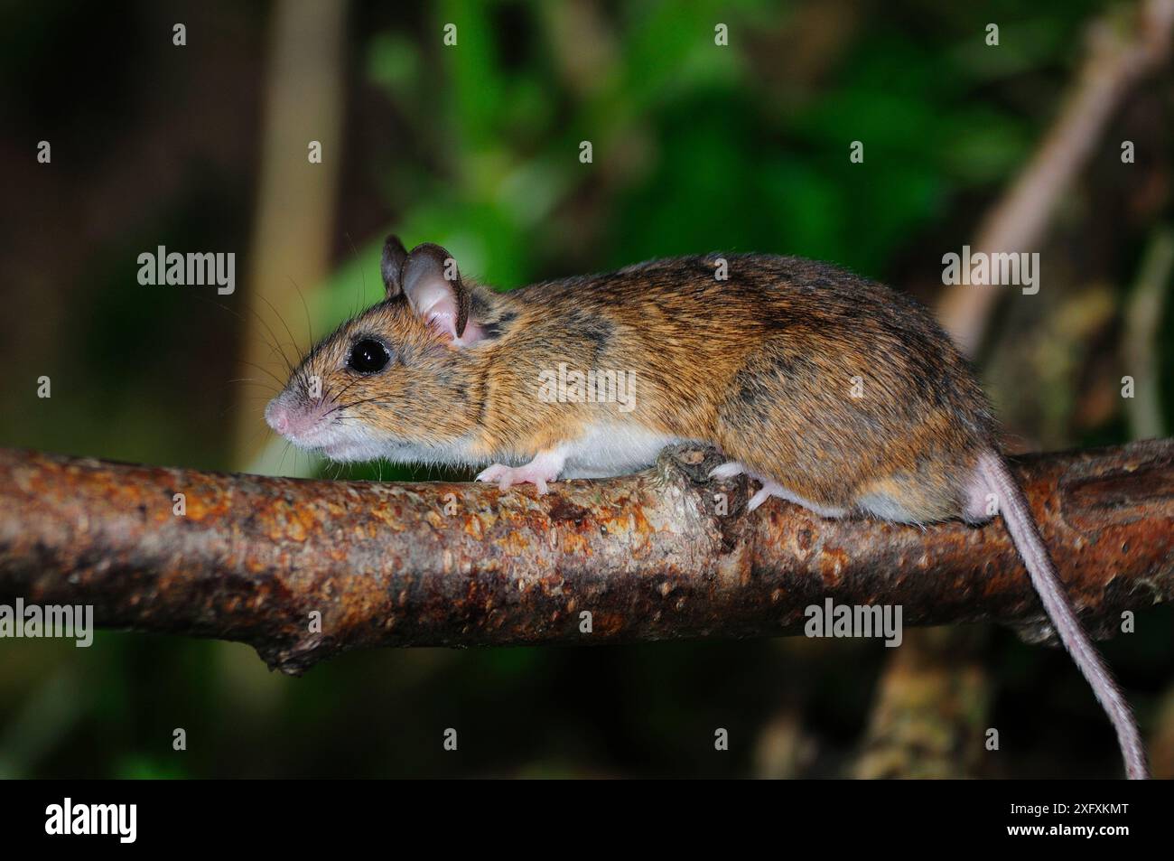Wood mouse (Apodemus sylvaticus) climbing in hazel shrub. Dorset, UK ...