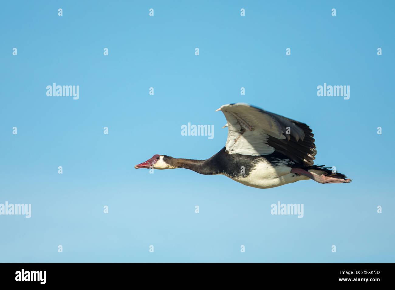 Spur-winged goose (Plectropterus gambensis) in flight. Okavango Delta ...