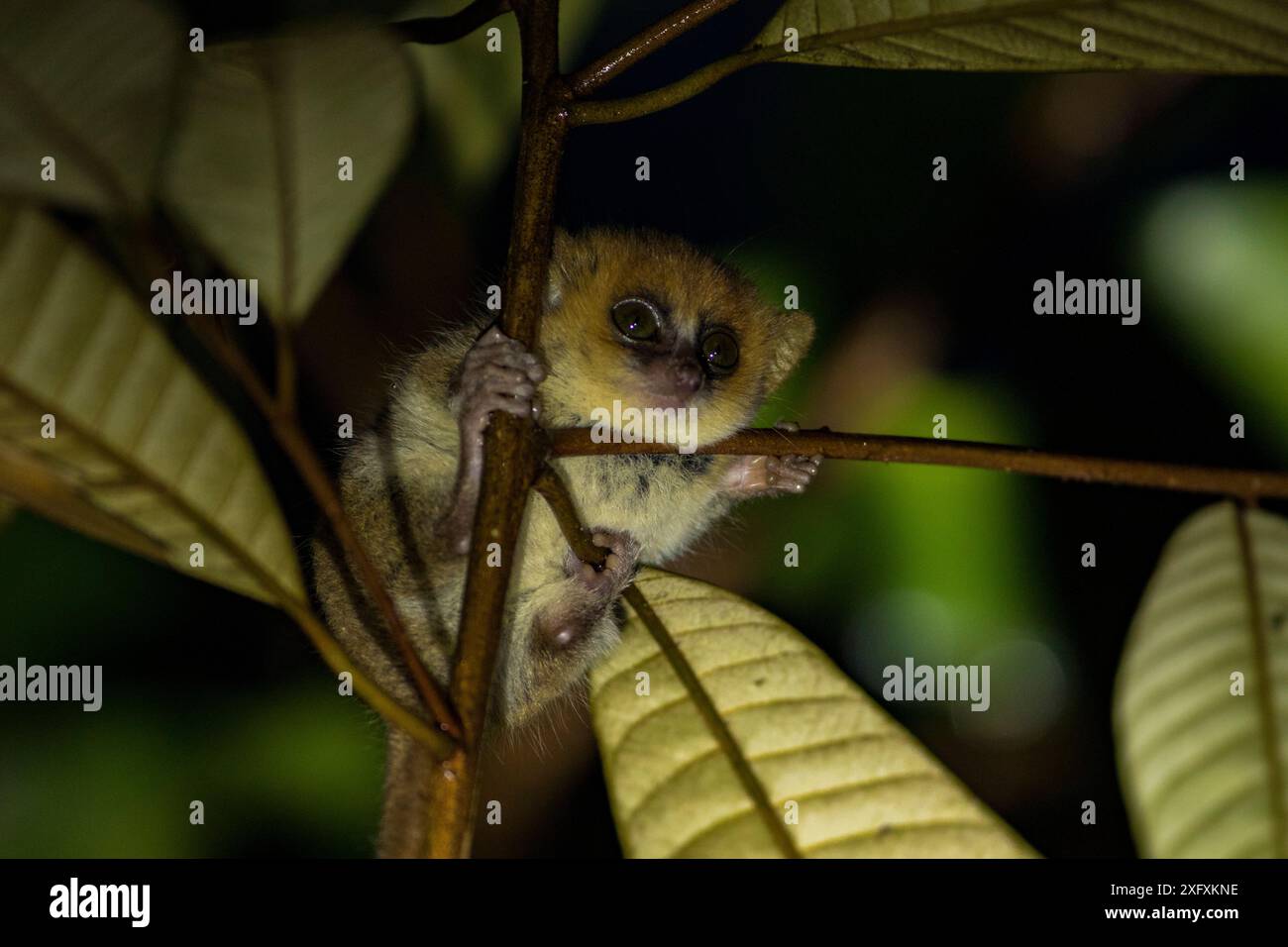 Goodman's mouse lemur (Microcebus lehilahytsara) in tree. Andasibe ...