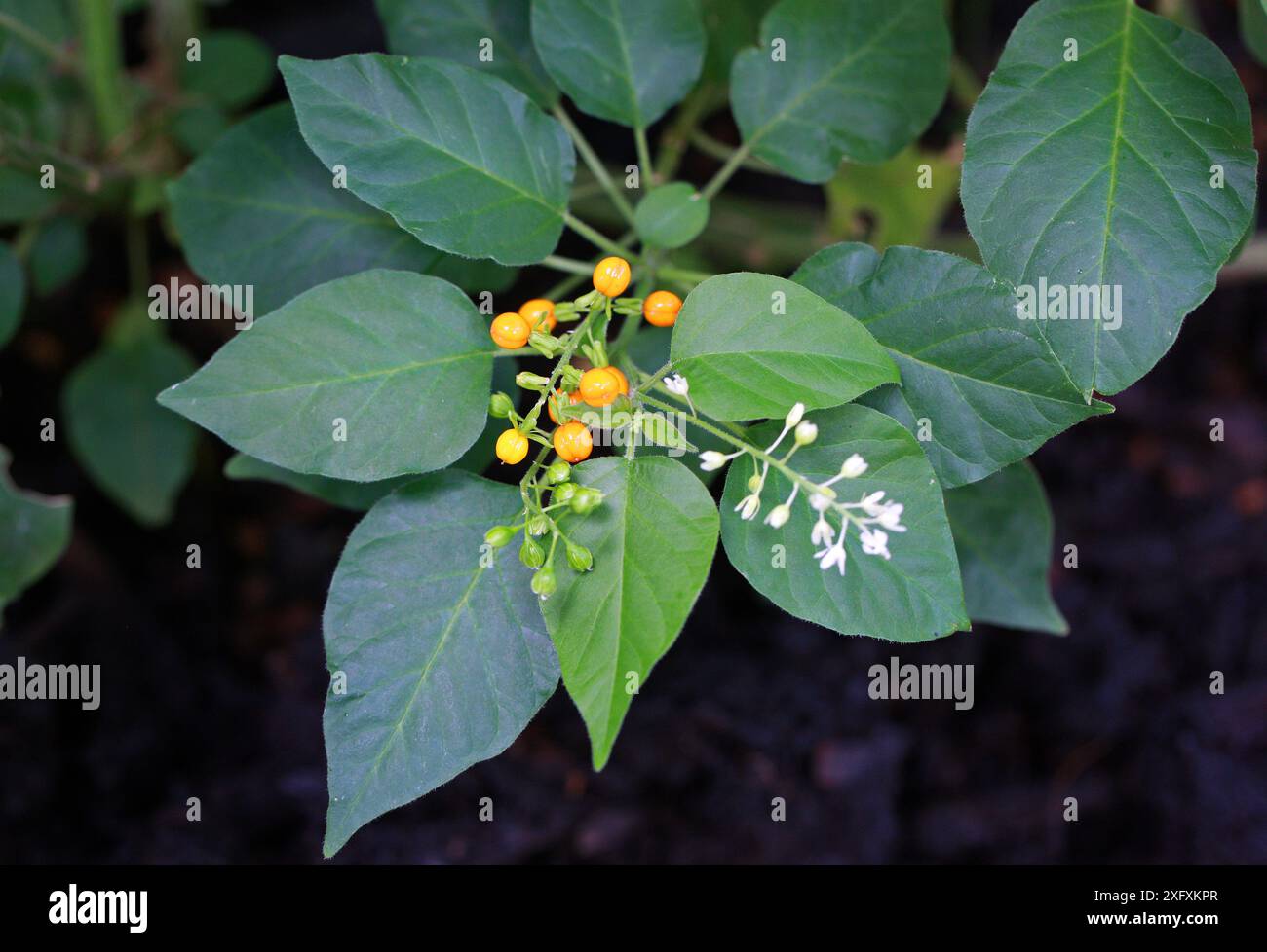 Pigeonberry, Rougeplant, Baby Peppers, Bloodberry or Coralito, Rivina ...