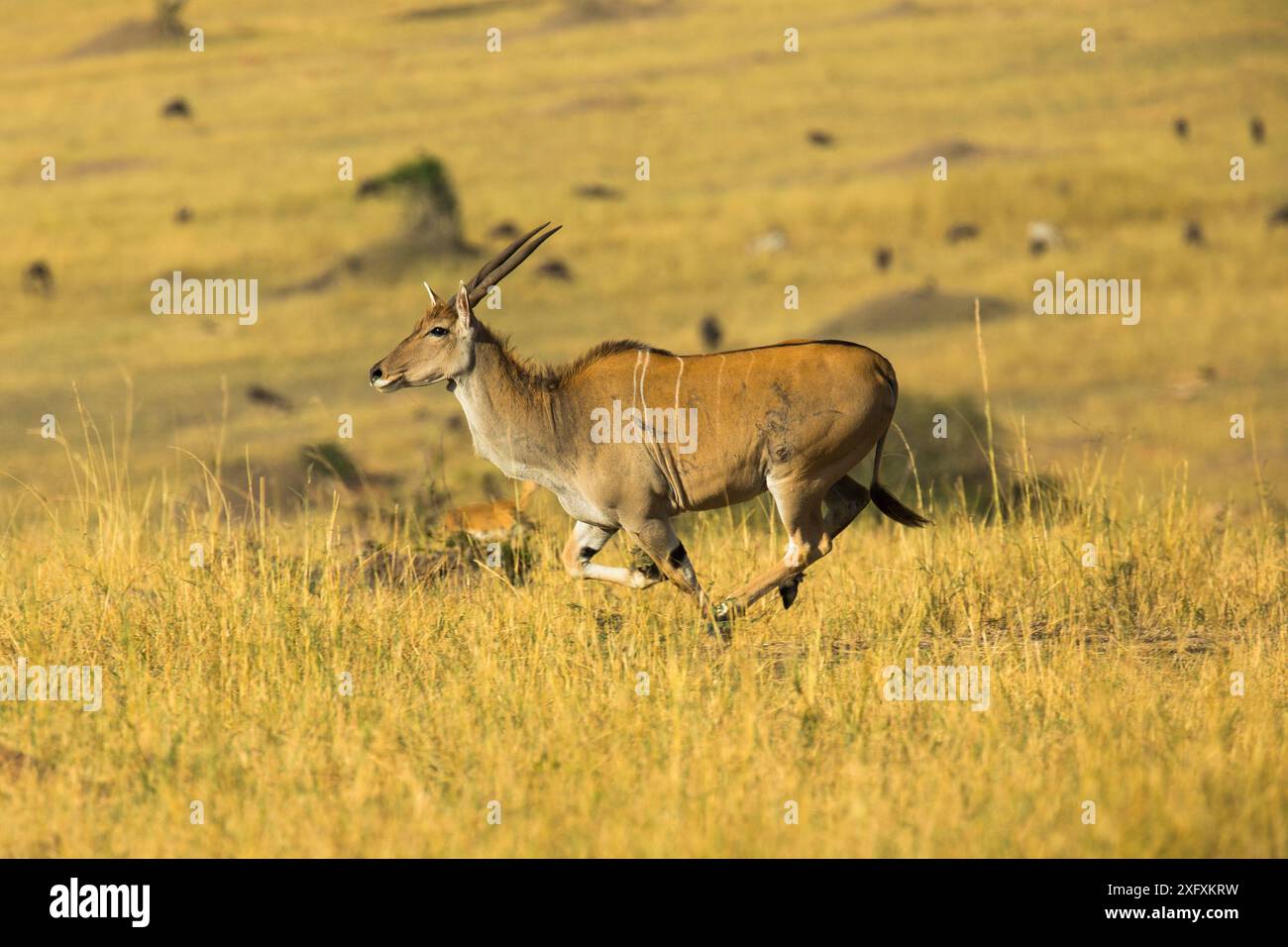 Kudu tanzania east africa hi-res stock photography and images - Alamy