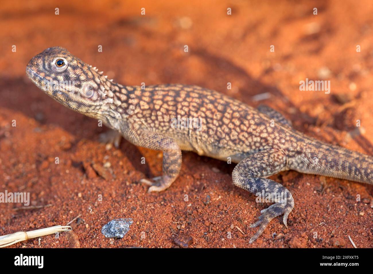 Central netted ground dragon (Ctenophorus nuchalis) basking in evening ...