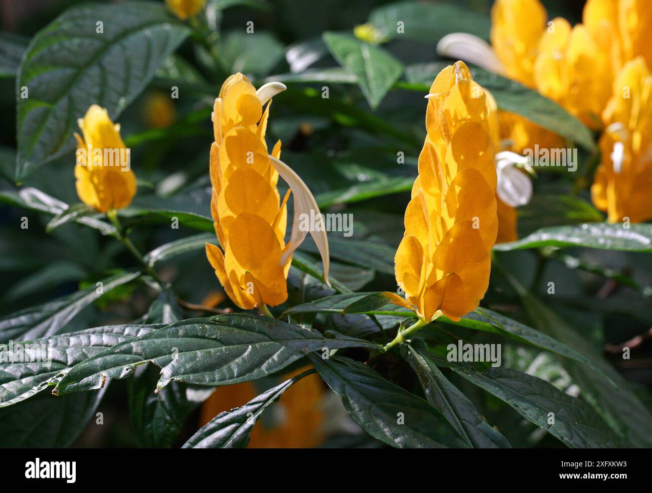 Golden Shrimp Plant or Lollipop Plant, Pachystachys lutea, Acanthaceae ...