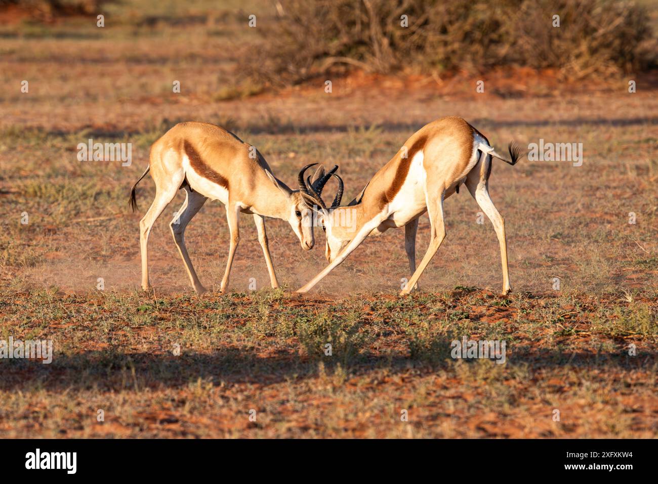 Golden impala hi-res stock photography and images - Alamy