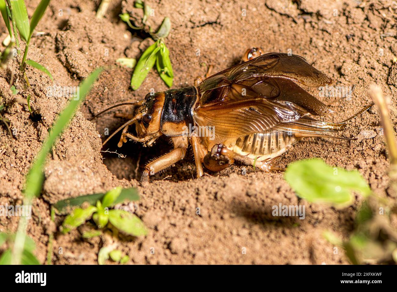 African king cricket hi-res stock photography and images - Alamy