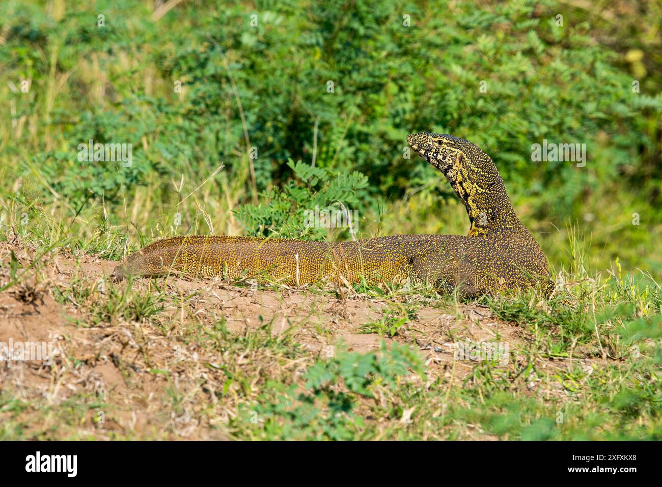 Rock Monitor Lizard Stock Photo - Alamy
