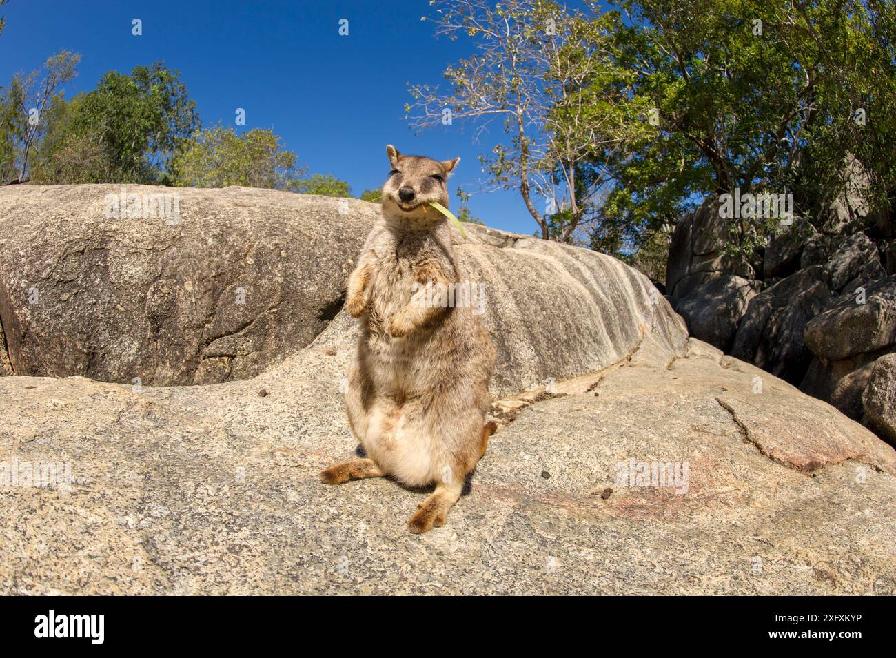 Mareeba rock wallaby (Petrogale mareeba), female feeding on leaf ...