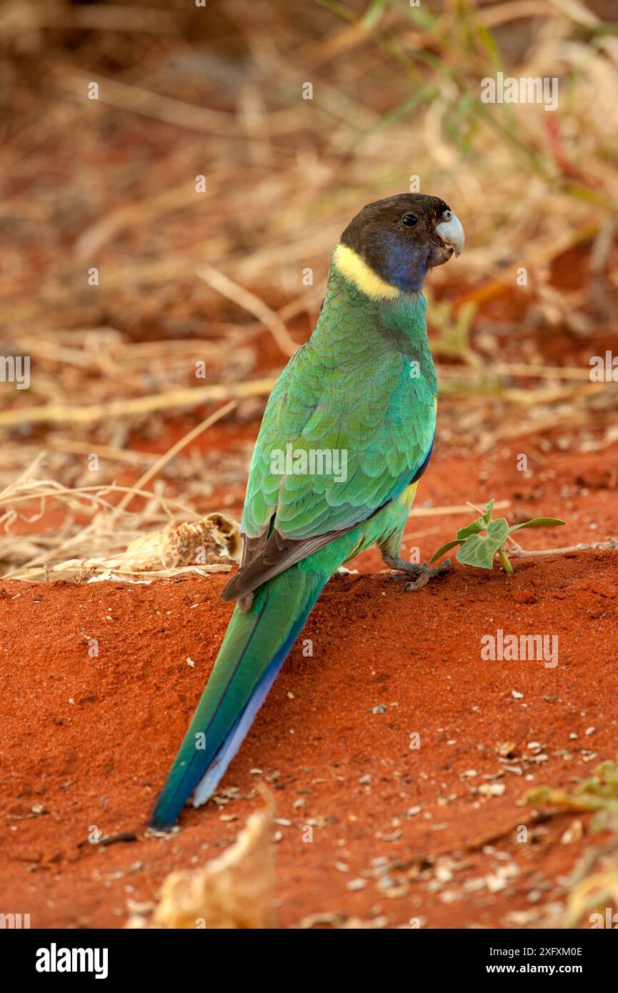 Australian ringneck (Barnardius zonarius semitorquatus) standing on ...